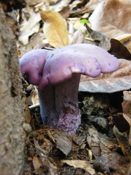 Hongo Azul | Project Noah