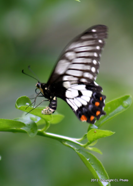 Dainty Swallowtail (Female) | Project Noah