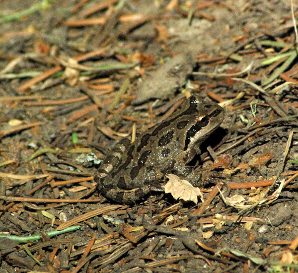 Pacific Tree Frog | Project Noah