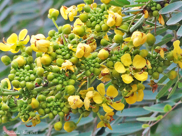 Siamese Cassia or Kassod Tree | Project Noah