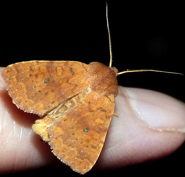 Bicolored Sallow Moth | Project Noah