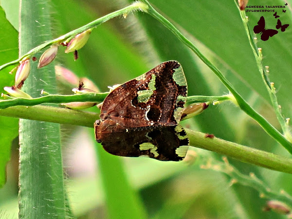 Ricaniid Planthopper | Project Noah