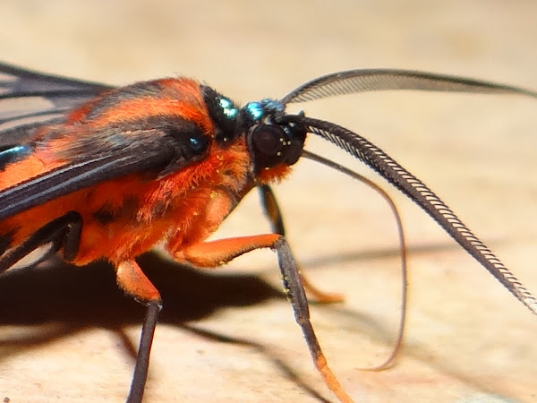 Vermillion Mimic Wasp Moth | Project Noah