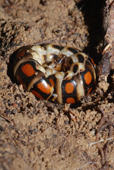 Railroad Worm Larvae | Project Noah