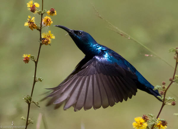 Purple Sunbird | Project Noah