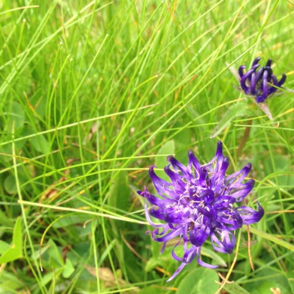 Round-headed rampion | Project Noah