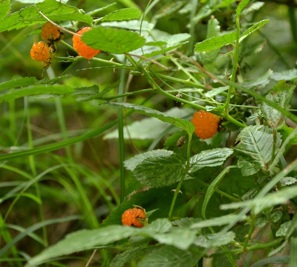 Yellow Himalayan Raspberry | Project Noah
