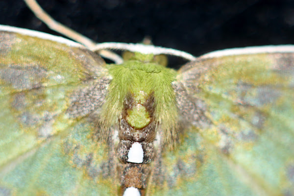 green geometer moth | Project Noah