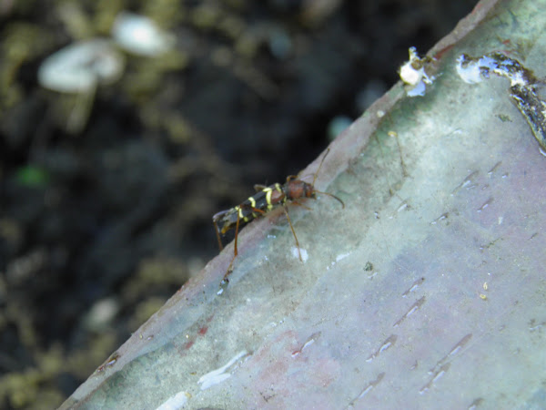 Red-Headed Ash Borer | Project Noah