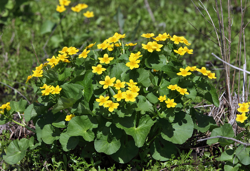 Marsh Marigold | Project Noah