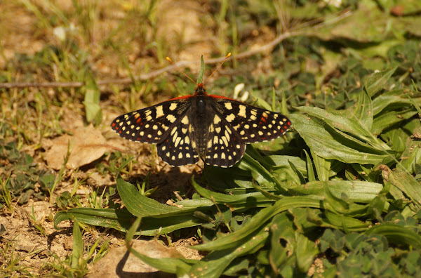 Variable Checkerspot | Project Noah