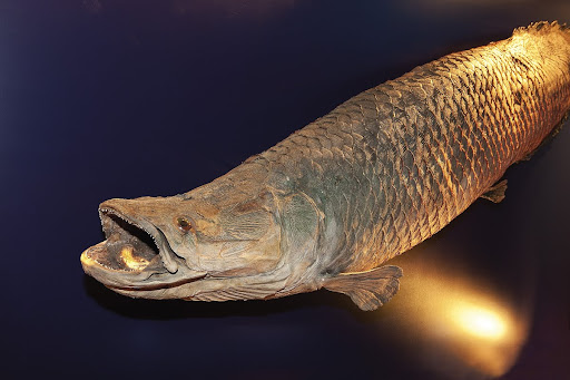 Arapaima — Google Arts & Culture