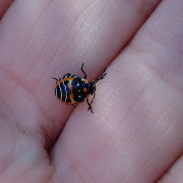 Harlequin Cabbage Bug (nymph) | Project Noah