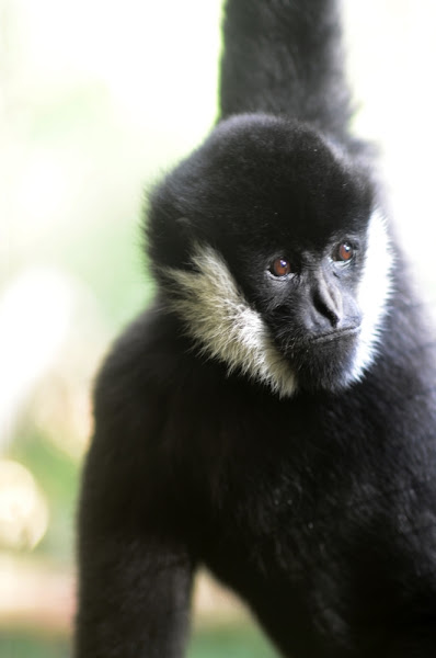 White-cheeked gibbon | Project Noah