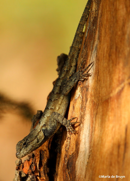 Eastern fence lizard | Project Noah