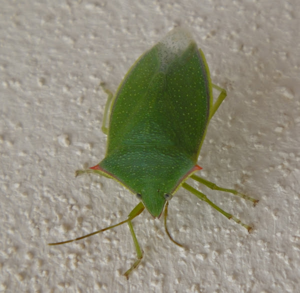 Spined Green Stink Bug | Project Noah