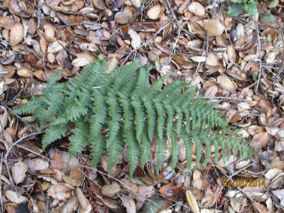 Coastal Wood Fern | Project Noah