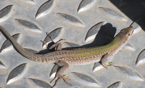 Italian Wall Lizard | Project Noah