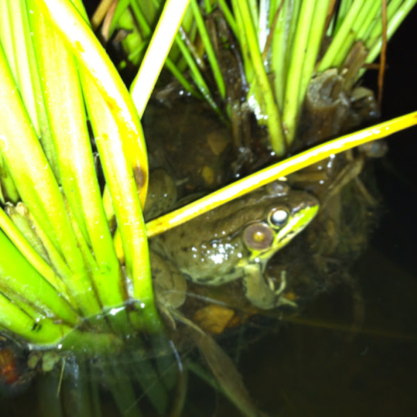 Green Frog | Project Noah