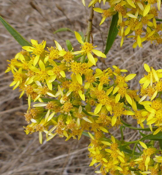 Grass-leaved Goldenrod or Flat-top Fragrant Goldenrod | Project Noah