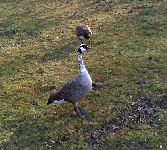 Piebald Canada Goose | Project Noah
