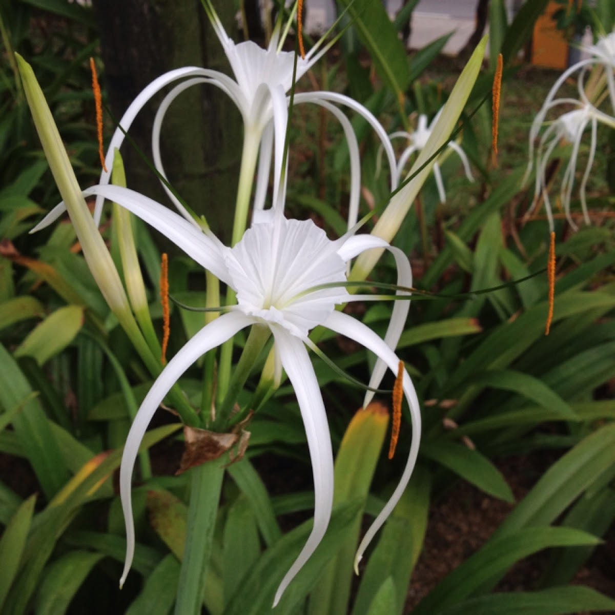 Spider Lily | Project Noah