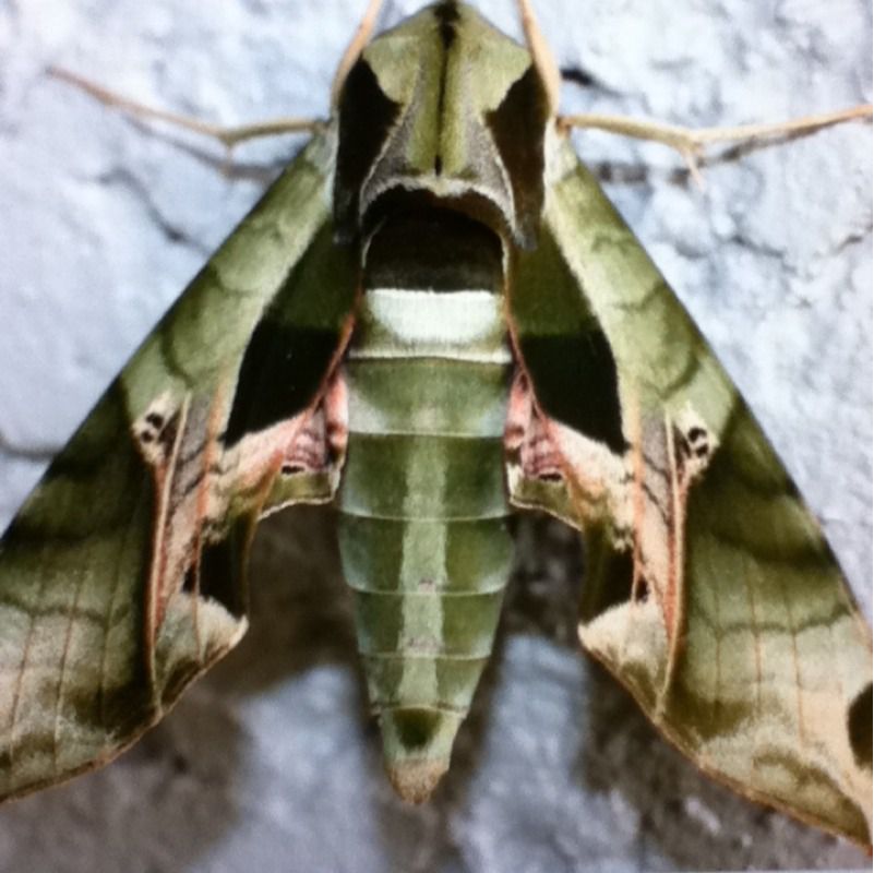 Pandorus sphinx moth | Project Noah