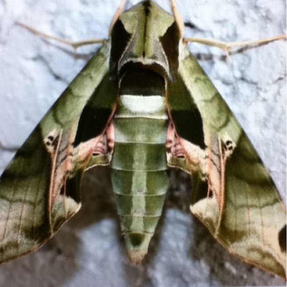 Pandorus sphinx moth | Project Noah