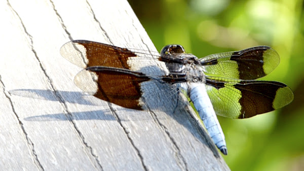 Common Whitetail dragonfly (male, breathing) | Project Noah