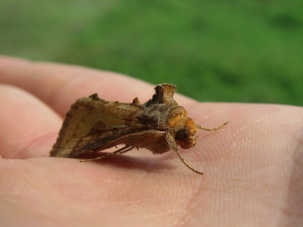 Golden Plusia | Project Noah