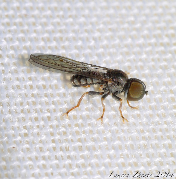 Big-Headed Fly | Project Noah