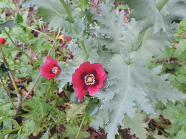 Poppy | Project Noah