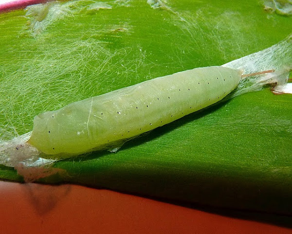 Canna Skipper, Brazilian Skipper Chrysalis | Project Noah