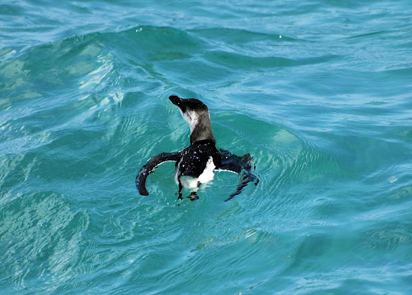 Razorbill | Project Noah
