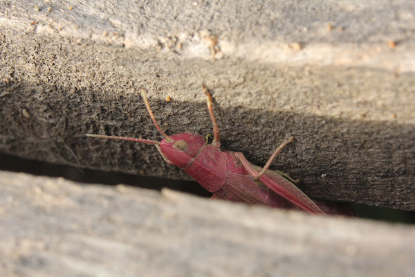 Migratory locust | Project Noah