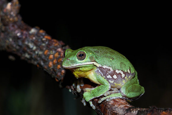 Barking Tree Frog | Project Noah