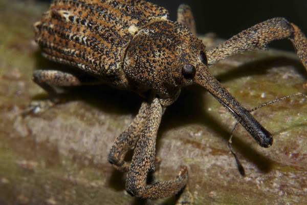 Elephant Weevil | Project Noah