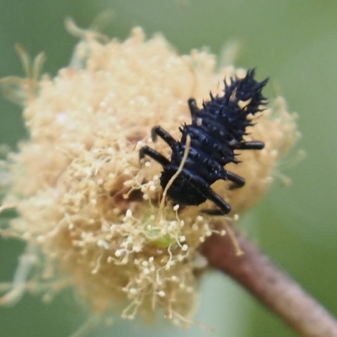 Ladybird Larvae | Project Noah