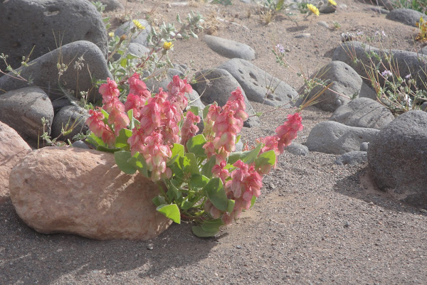 Sorrel, Bladder dock, Rosy dock, Ruby dock | Project Noah