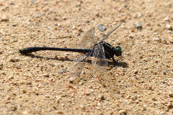 dragonfly | Project Noah