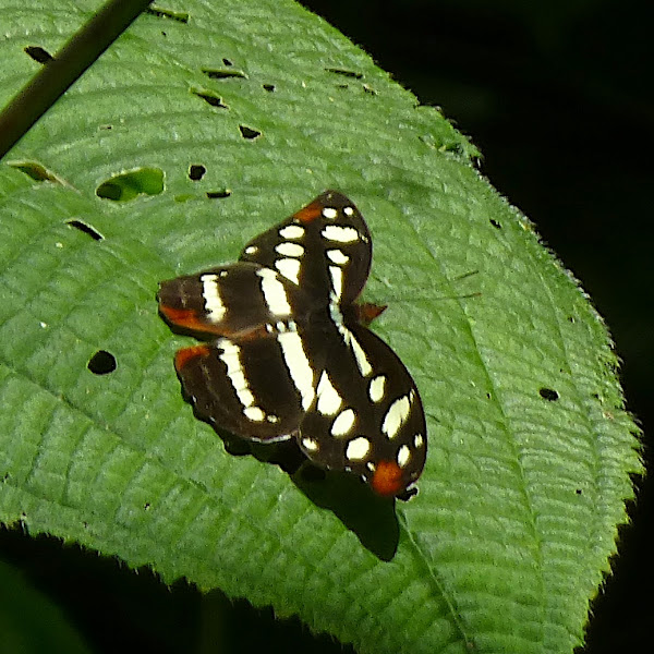 Mexican Catone (female) | Project Noah