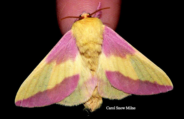 Rosy Maple Moth | Project Noah
