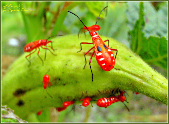 Red Cotton Bugs (Nymph) | Project Noah