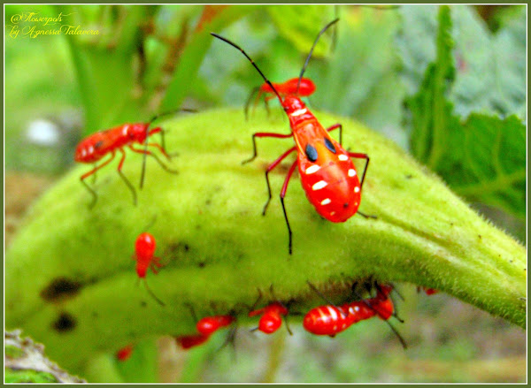 Red Cotton Bugs (Nymph) | Project Noah