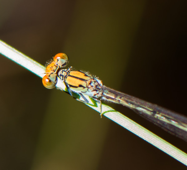 Acacia Sprite | Project Noah