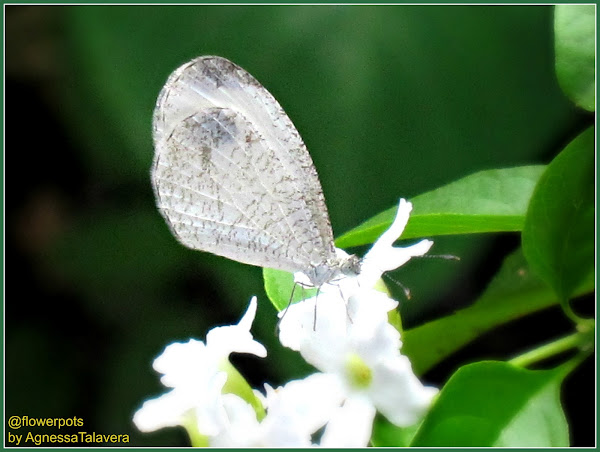 Psyche Butterfly | Project Noah