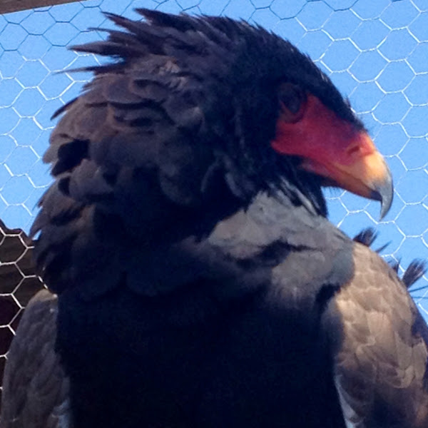 Bateleur Eagle | Project Noah