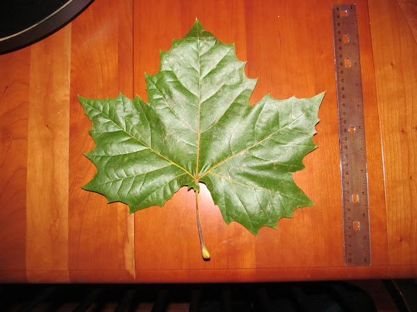 American Sycamore | Project Noah