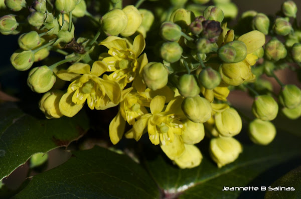 Oregon Grape flowers | Project Noah