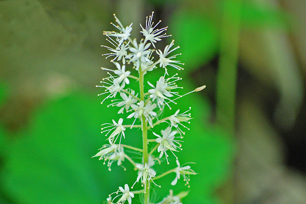 Foamflower | Project Noah